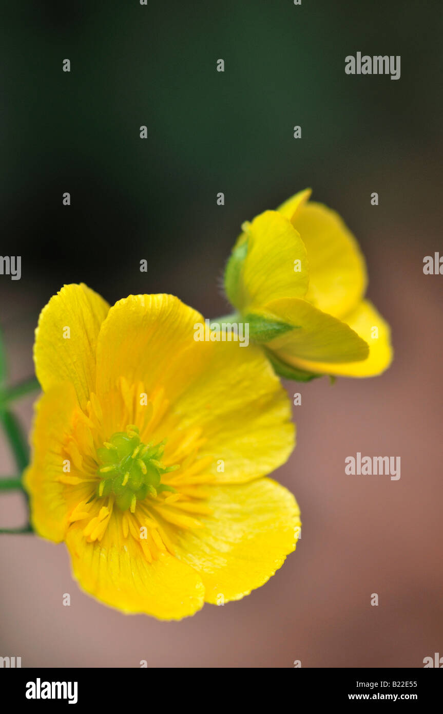 yellow flower buttercup common wildflower plant field detail macro ...