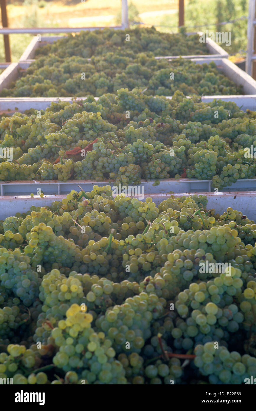 Twisted grapevines hi-res stock photography and images - Alamy