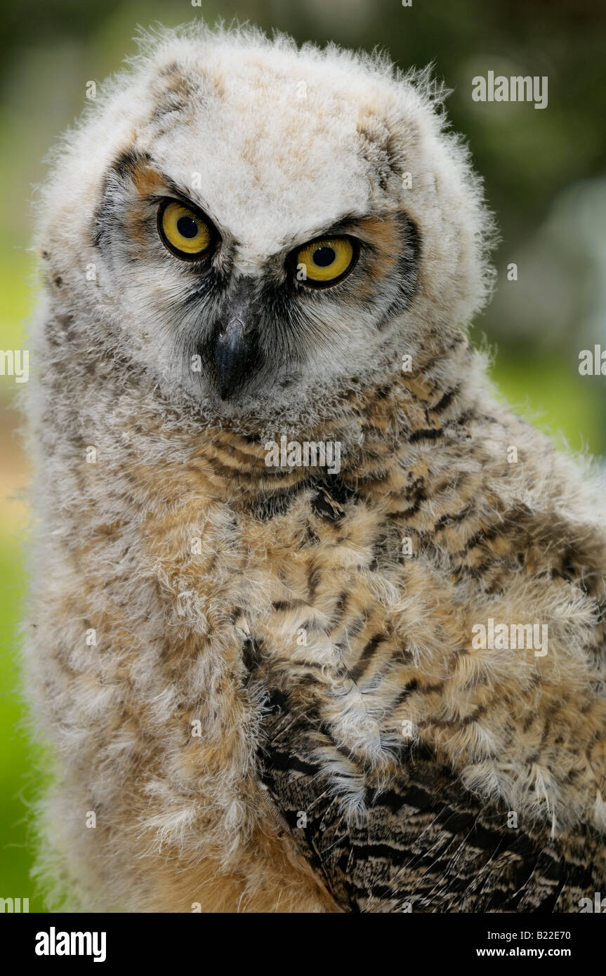 Close up of a fledgling Great Horned Owl chick with a sad look Stock ...