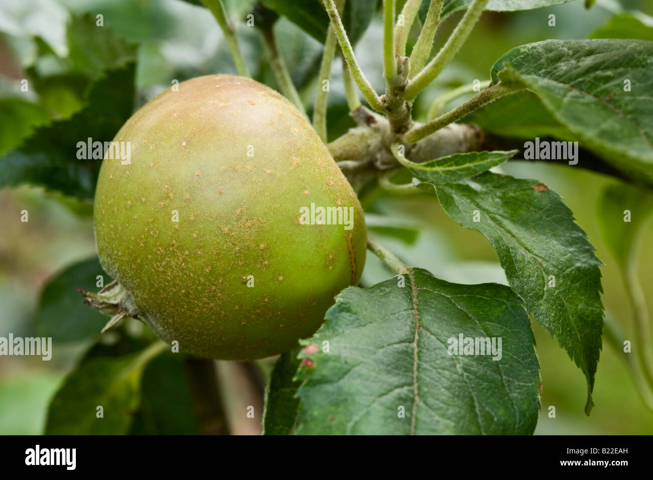 'Egremont Russet' apple Stock Photo - Alamy