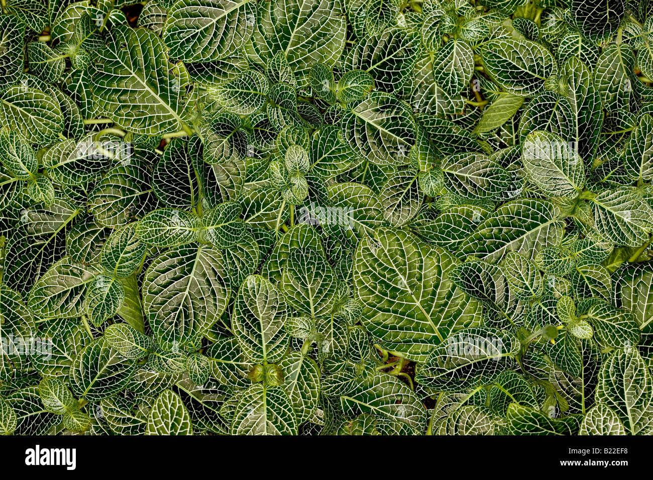 Fittonia hi-res stock photography and images - Alamy