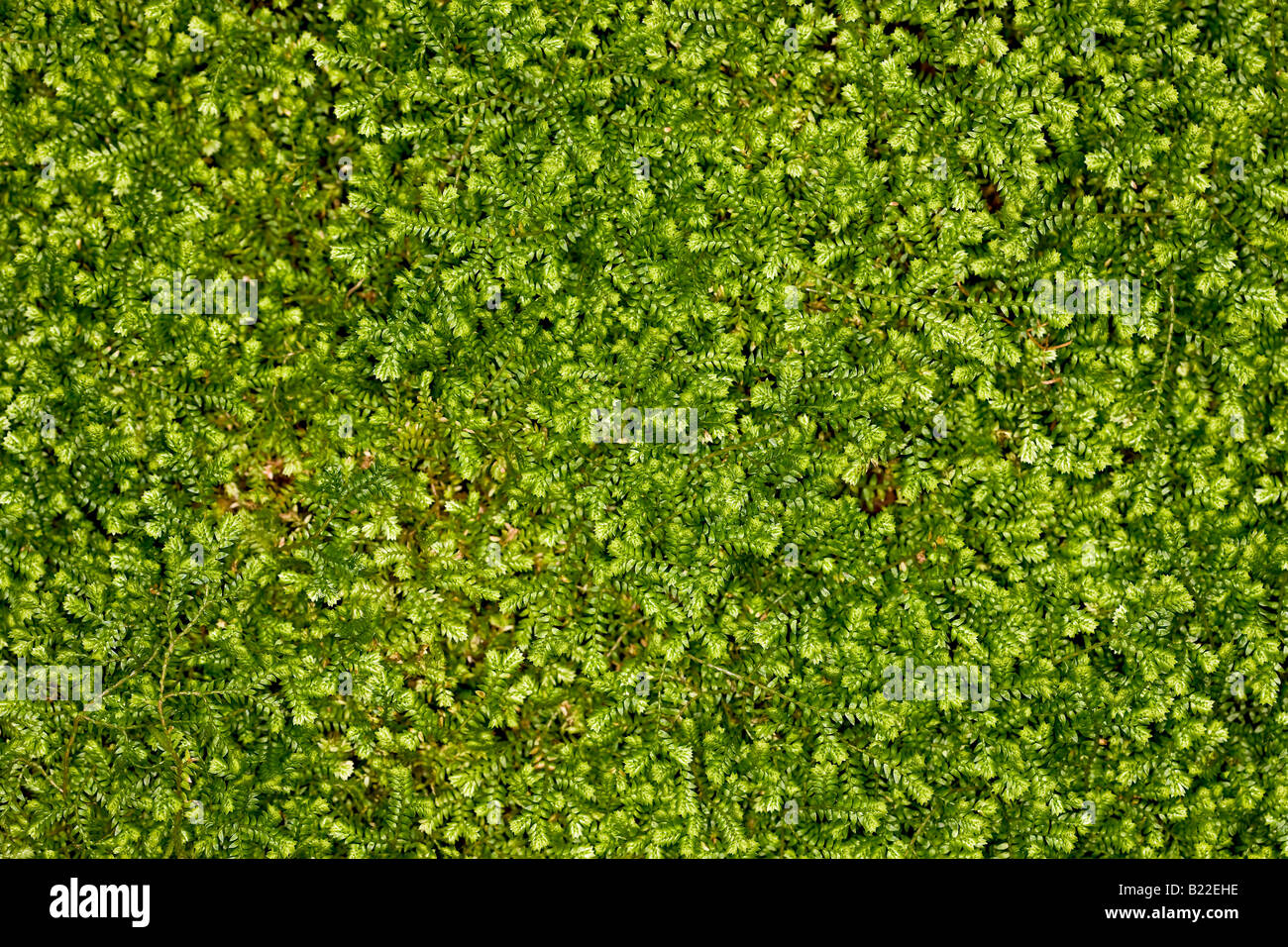 Selaginella Spikemoss High Resolution Stock Photography and Images - Alamy