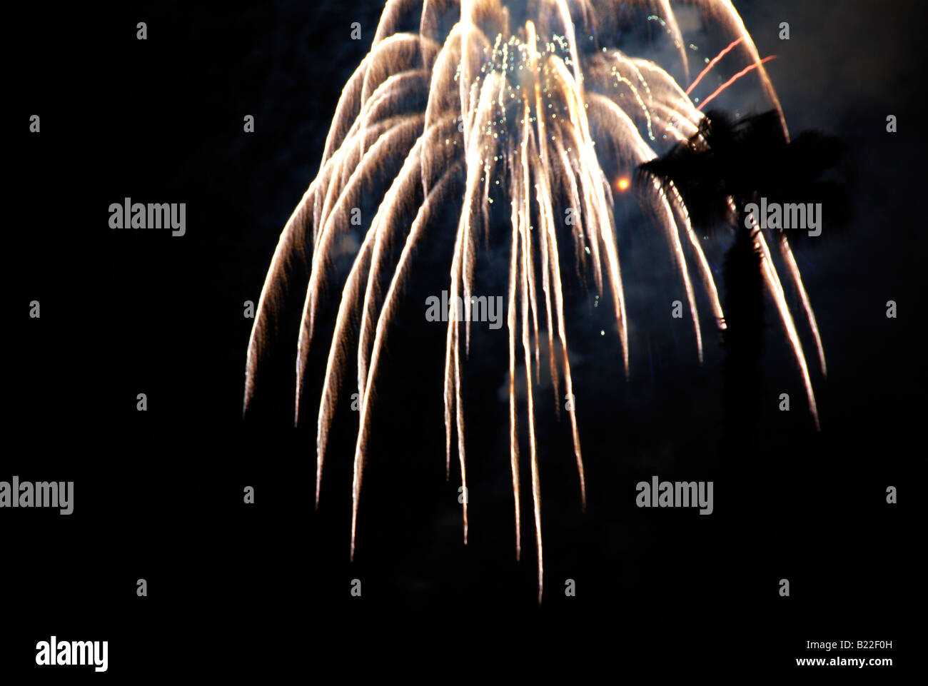 Celebration fireworks - with palm tree Stock Photo - Alamy