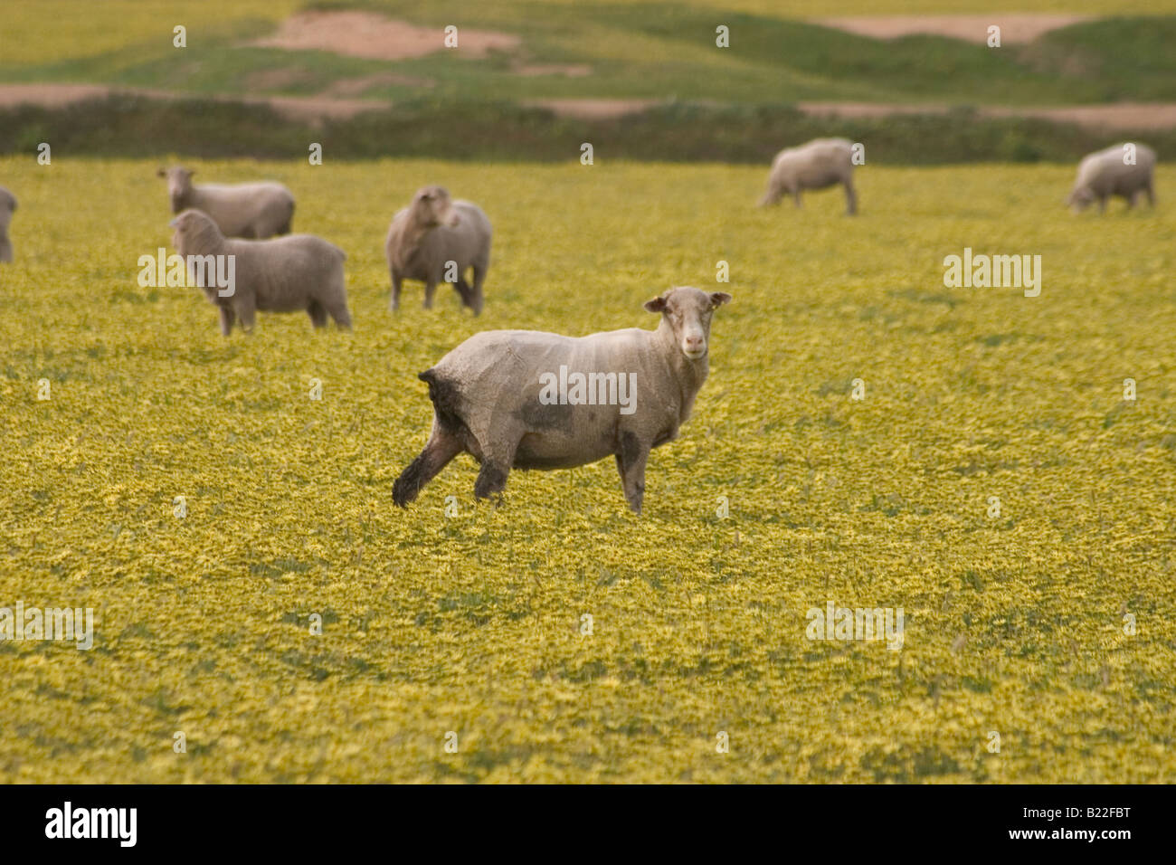 Mulesed sheep hi-res stock photography and images - Alamy