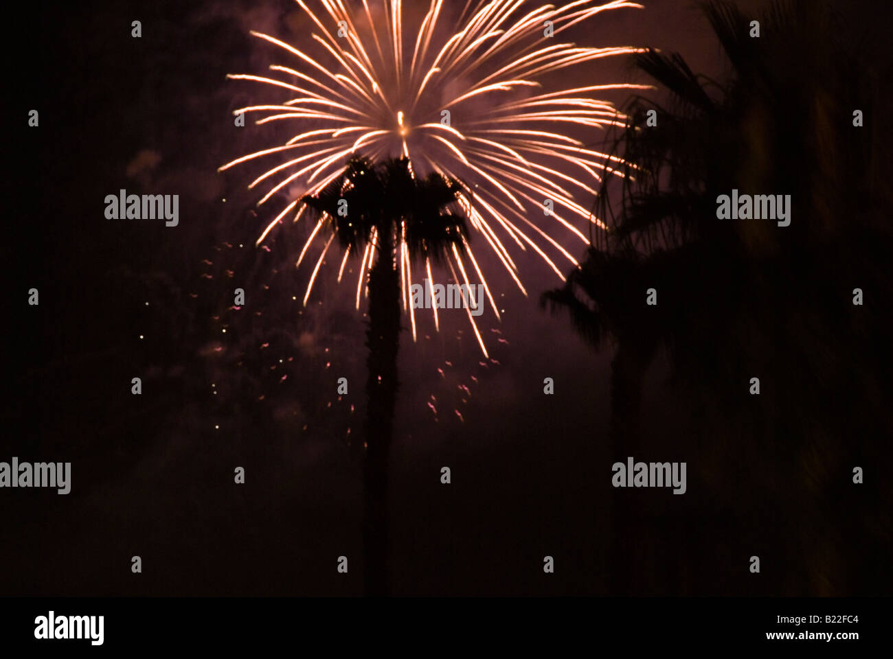 Celebration fireworks - with palm tree Stock Photo - Alamy