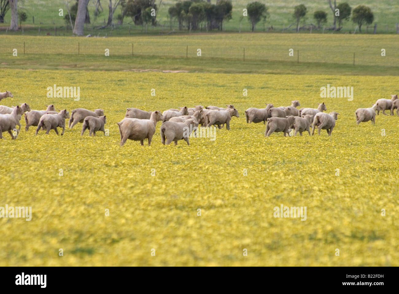 Fly strike sheep hi-res stock photography and images - Alamy