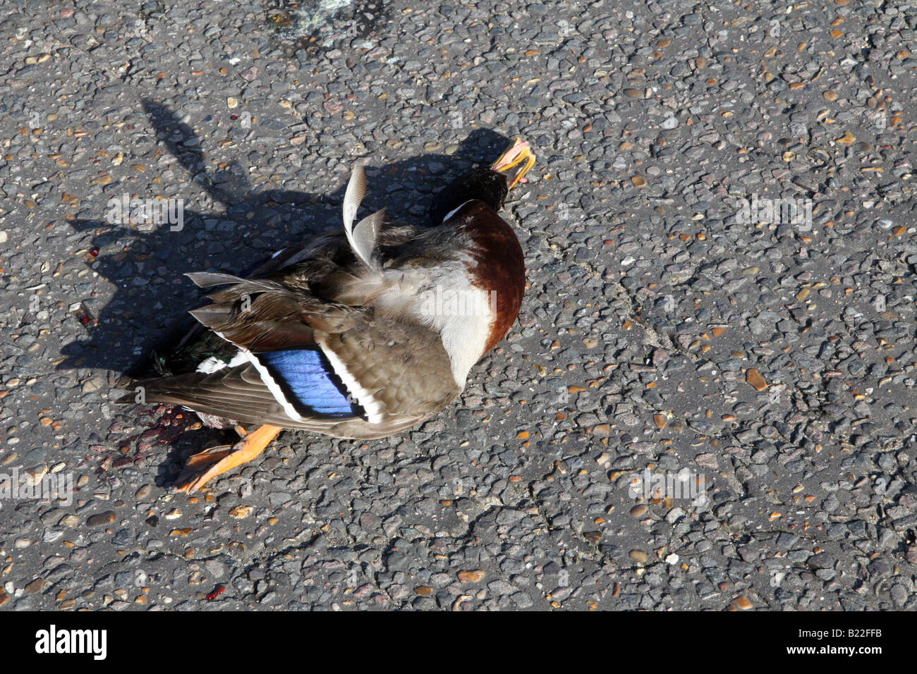 Dead duck hi-res stock photography and images - Alamy