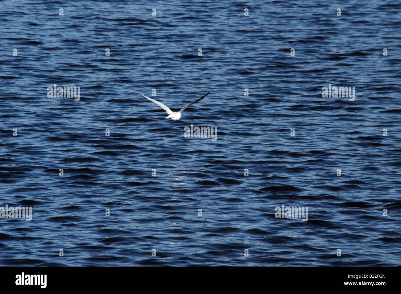 seagull over water Stock Photo - Alamy