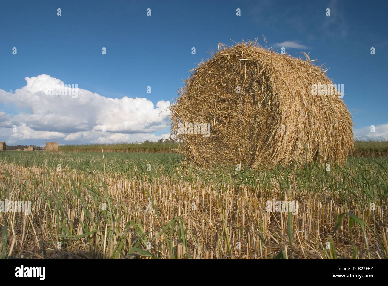 Oaten hay hi-res stock photography and images - Alamy