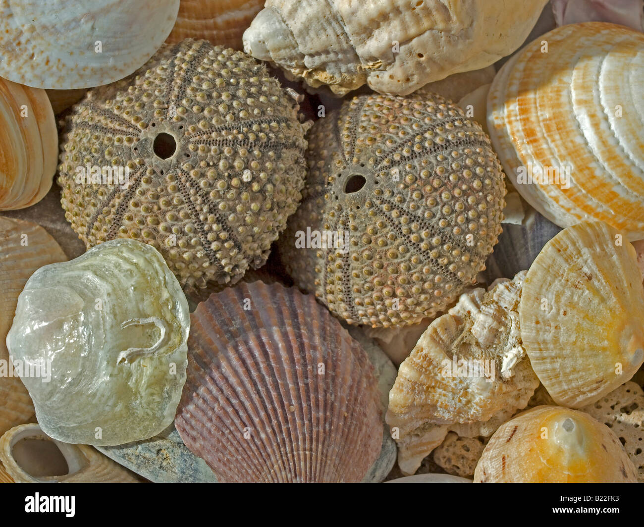 different shells from the sea Stock Photo - Alamy