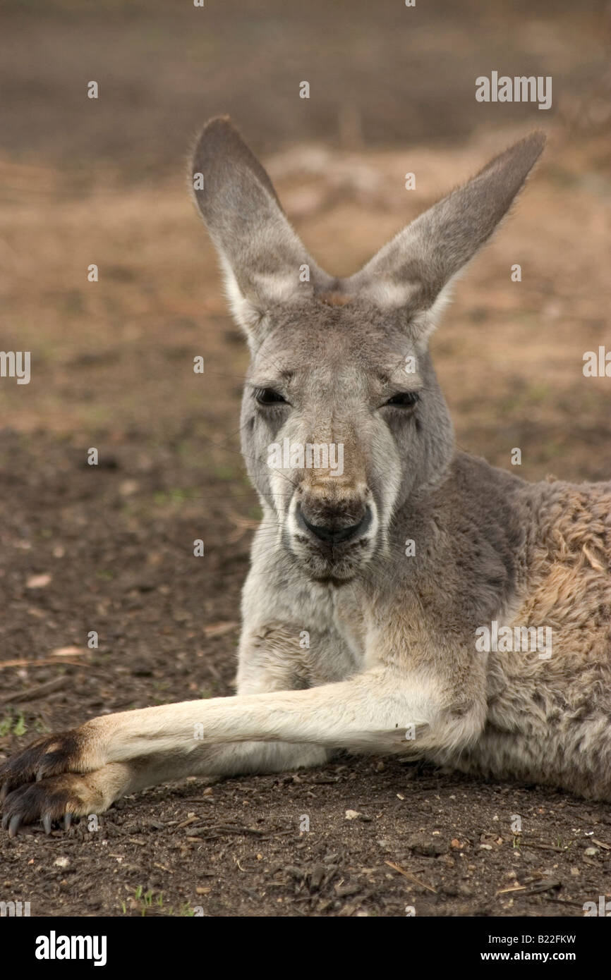 Eastern Grey Kangaroo Stock Photo - Alamy