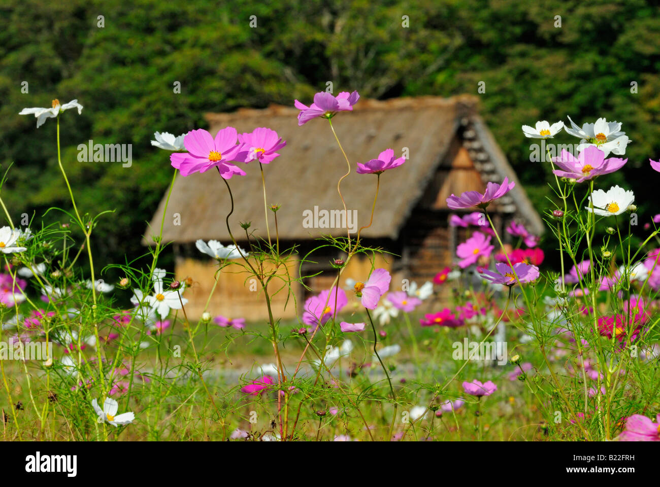 Traditional japanese farm house hi-res stock photography and images - Alamy