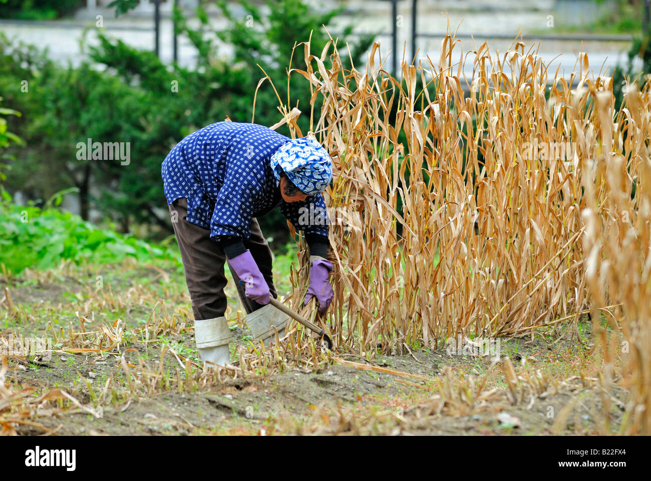 Woman lady working as farmer hi-res stock photography and images - Alamy