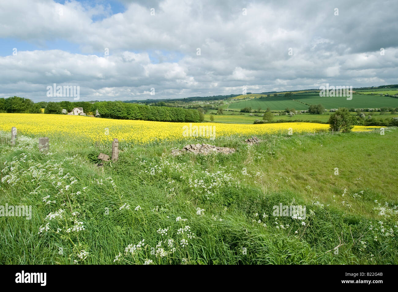 The rolling hills of the Cotswolds with cow parsley, oil seed rape ...