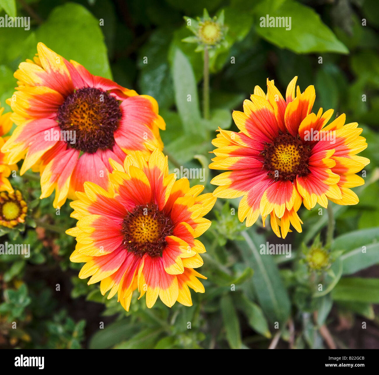 Arizona sun hi-res stock photography and images - Alamy