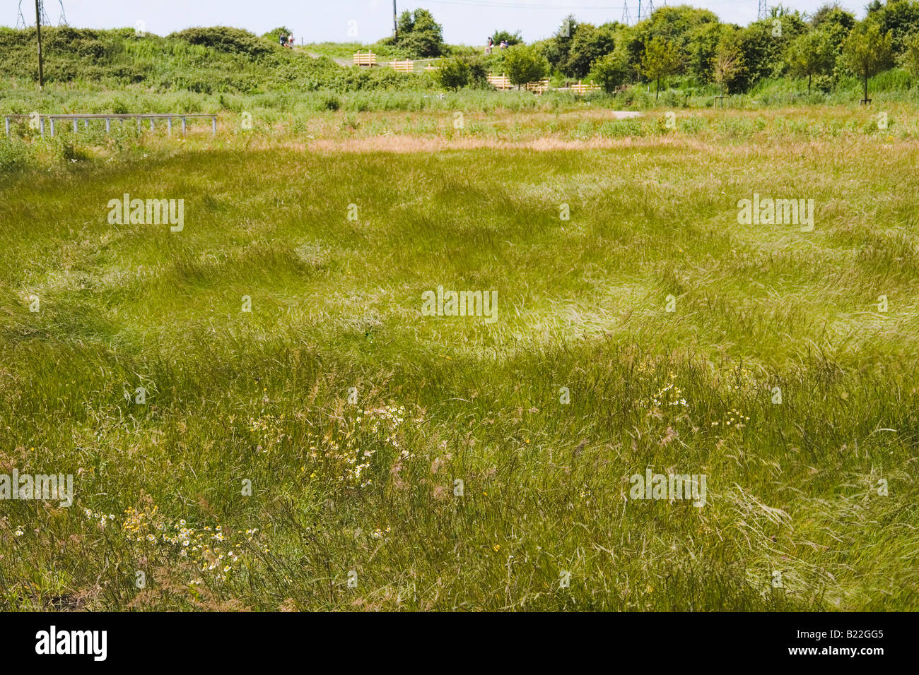 a field of windswept grass Newport wetlands Uskmouth SE Wales UK Stock ...