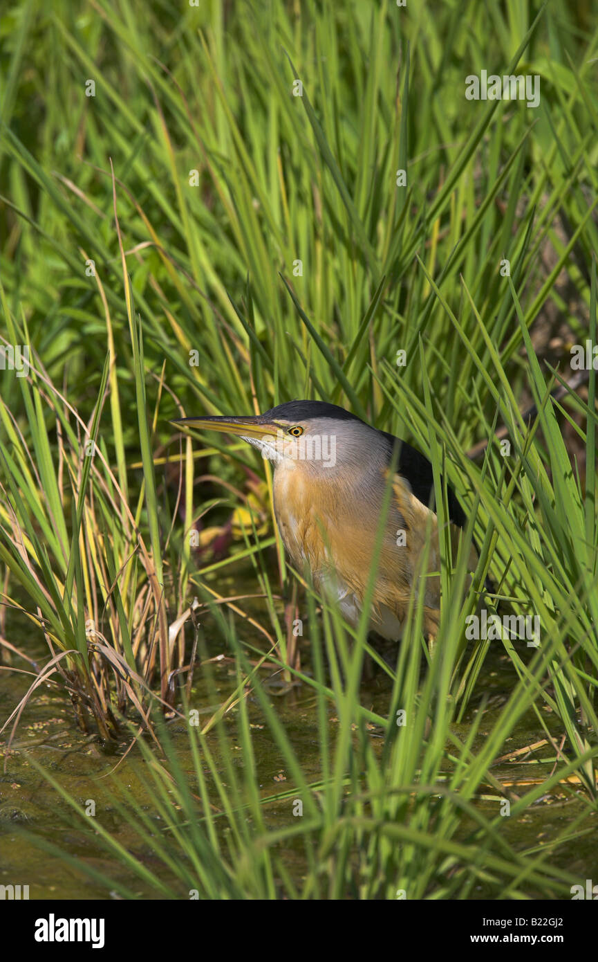 Little Bittern Ixobrychus minutus male hiding amongst grass in ditch ...