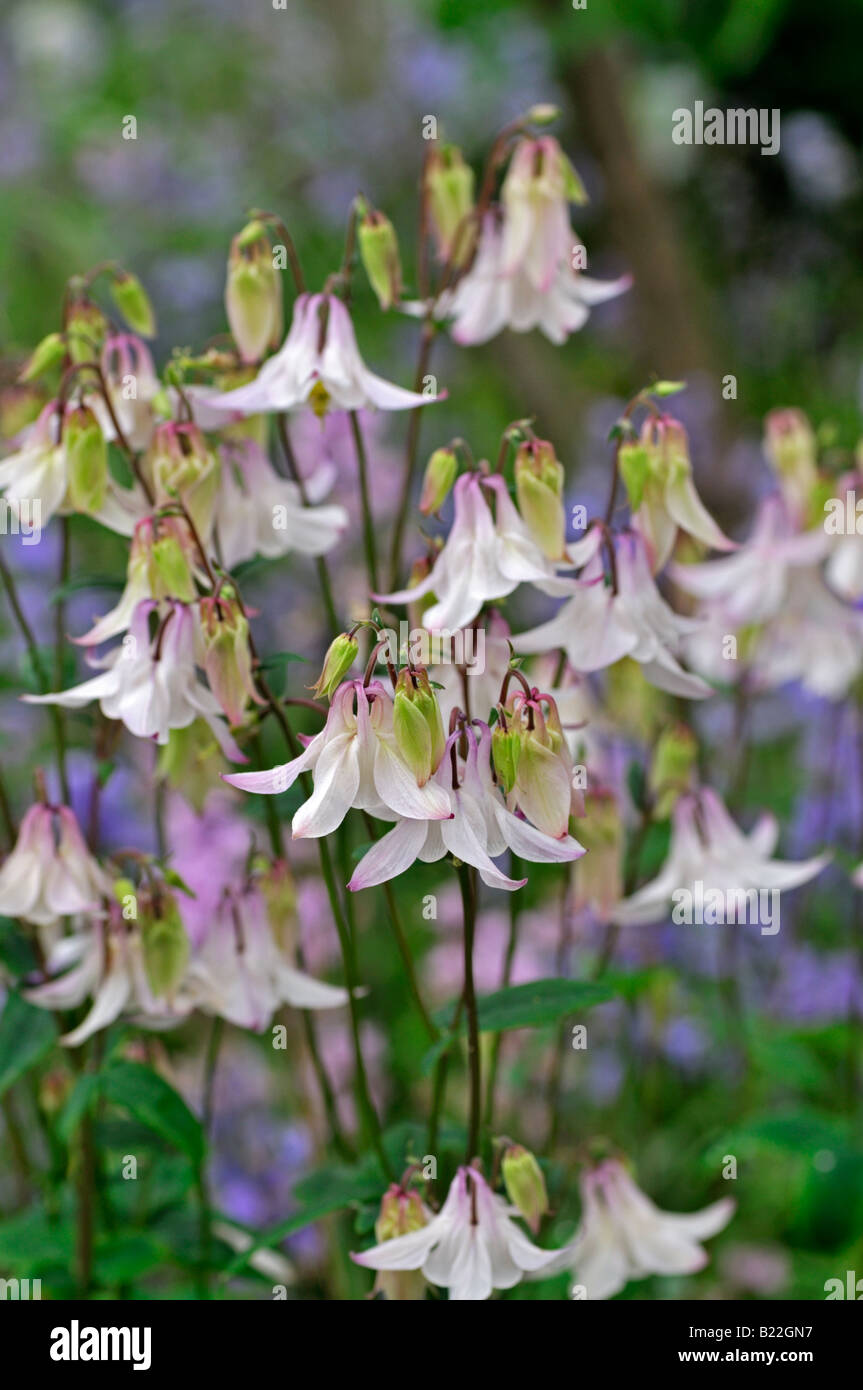 Columbine, Aquilegia, garden, plant, flower, flowering, blooming ...