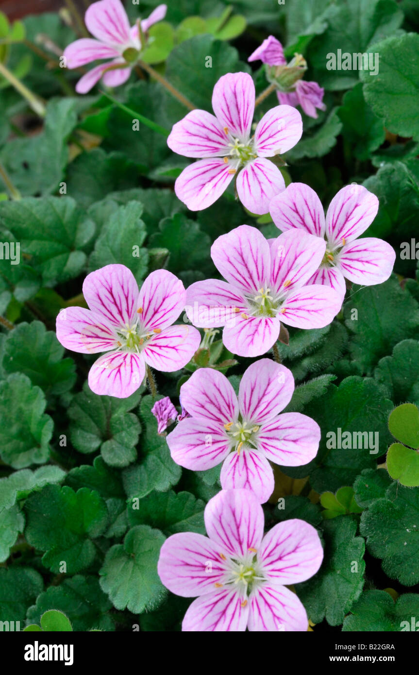 Erodium reichardii Cultivar Roseum heronsbill geranium alpine pink ...