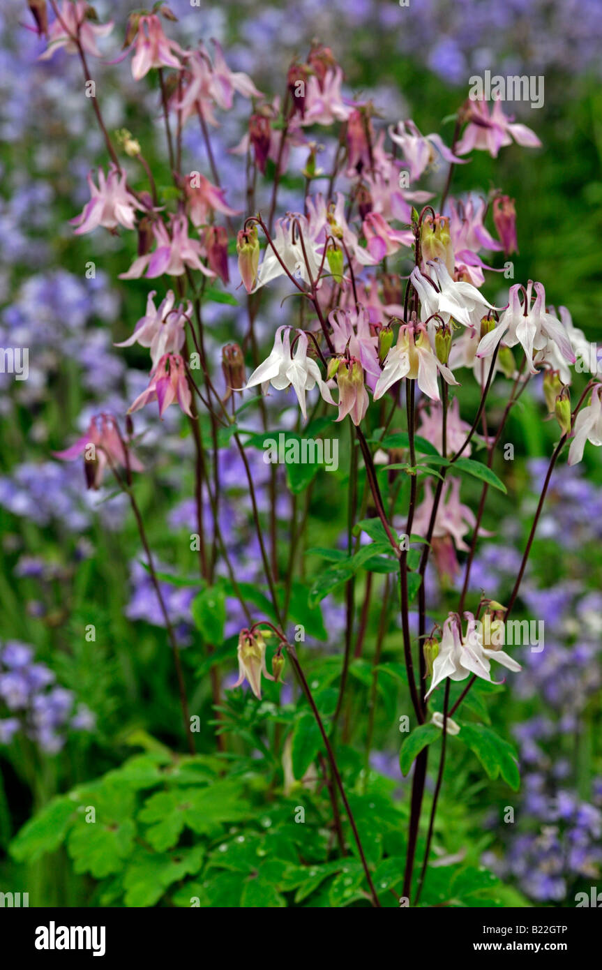 Columbine, Aquilegia, garden, plant, flower, flowering, blooming ...