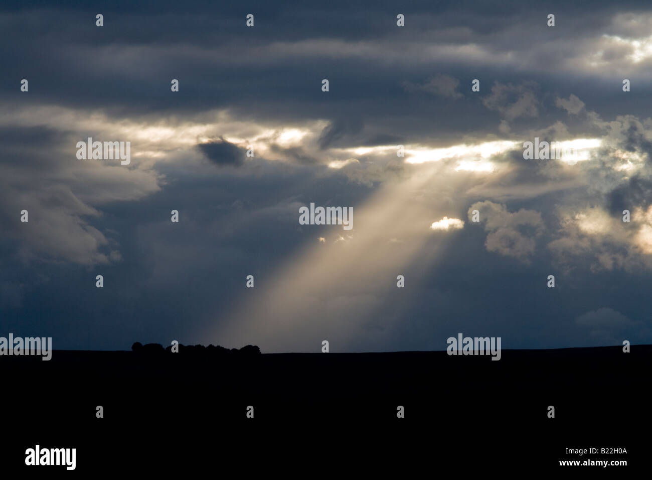 Clump Of Trees High Resolution Stock Photography and Images - Alamy