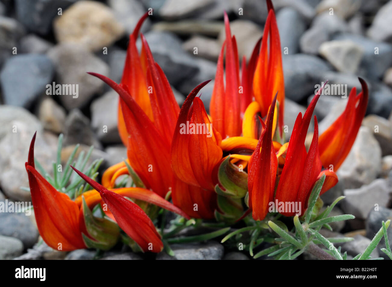 Lotus berthelotii parrots beak hi-res stock photography and images - Alamy