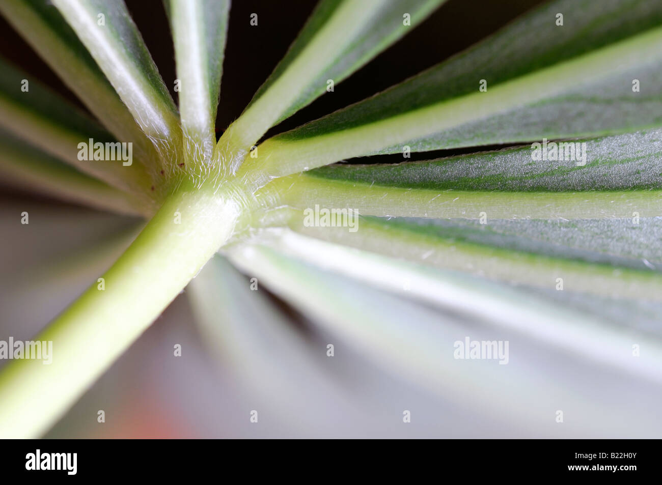Fan shaped leaf hi-res stock photography and images - Alamy