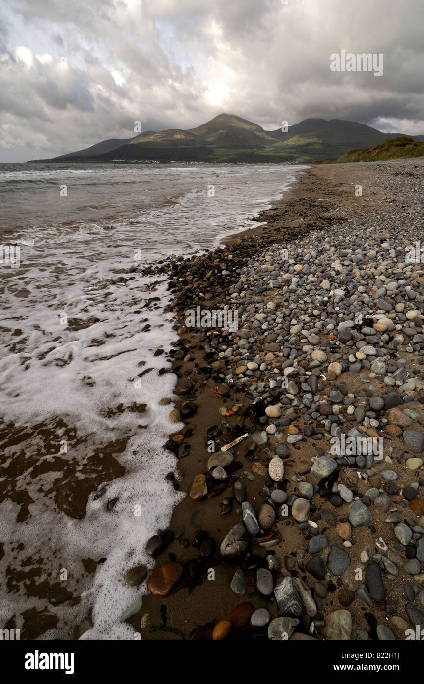 Murlough nature reserve beach pebble stone rock with slieve donard as ...