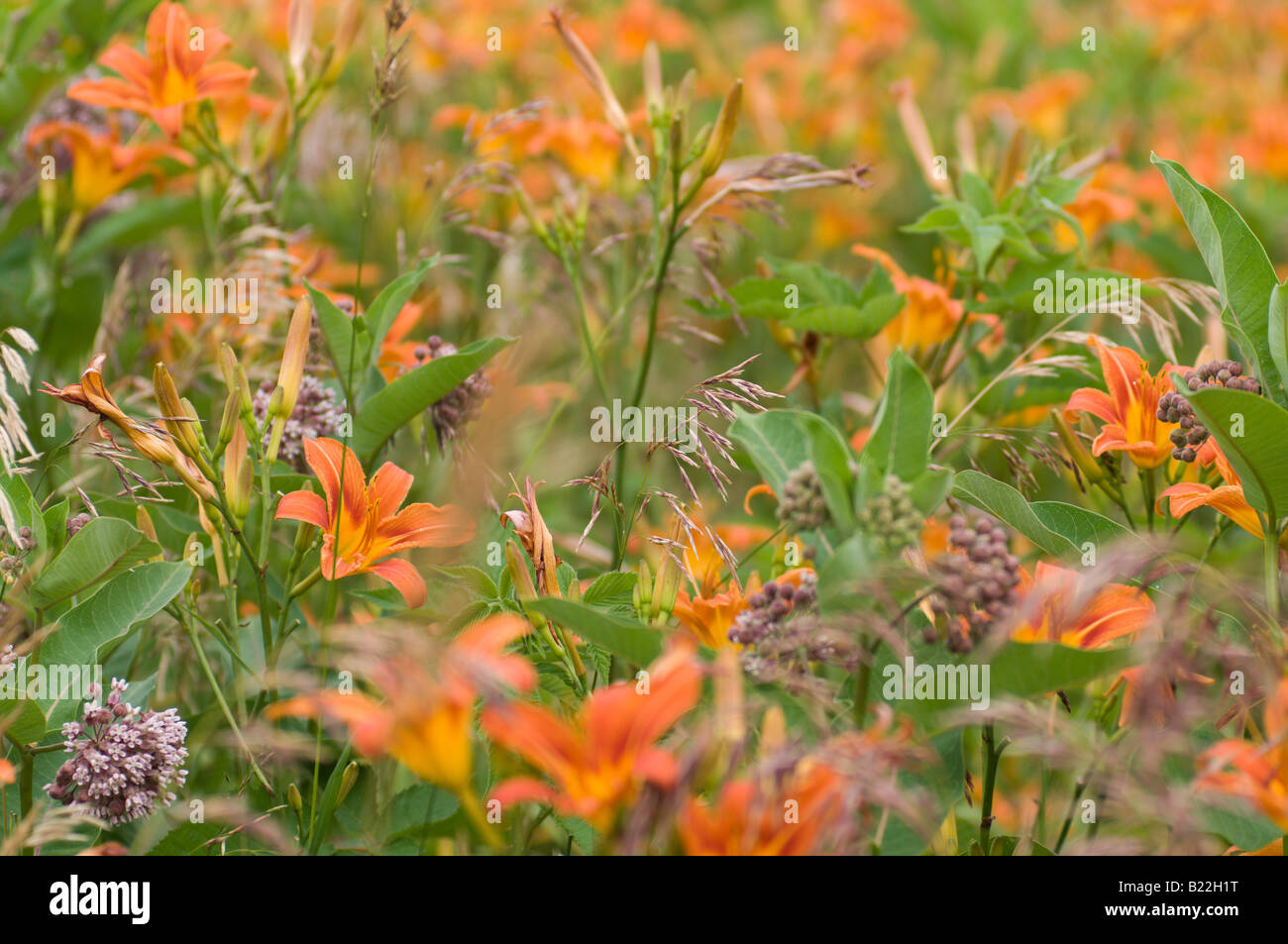 A field of flowers in Cape Cod Ma Stock Photo - Alamy