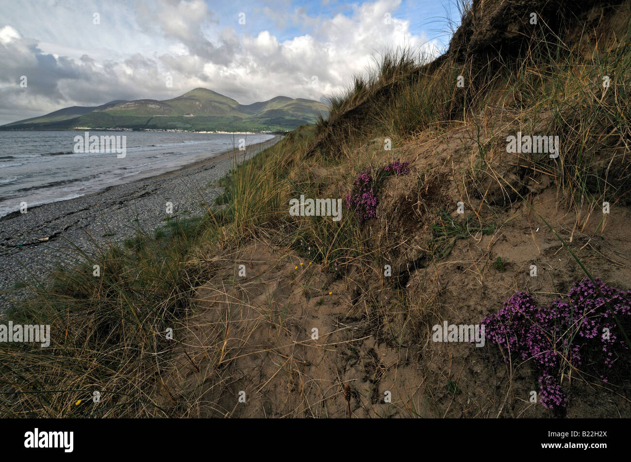 Murlough nature reserve beach and sandy dunes with slieve donard as ...