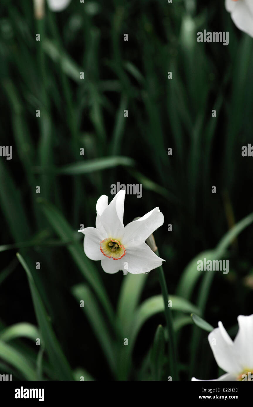 Narcissus poeticus var. recurvus AGM daffodil old pheasants eye ...