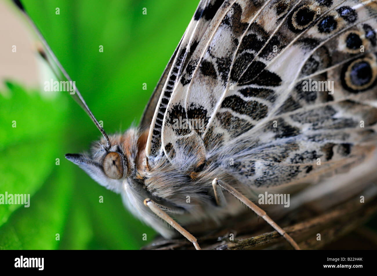 Hatching butterfly lifecycle hi-res stock photography and images - Alamy