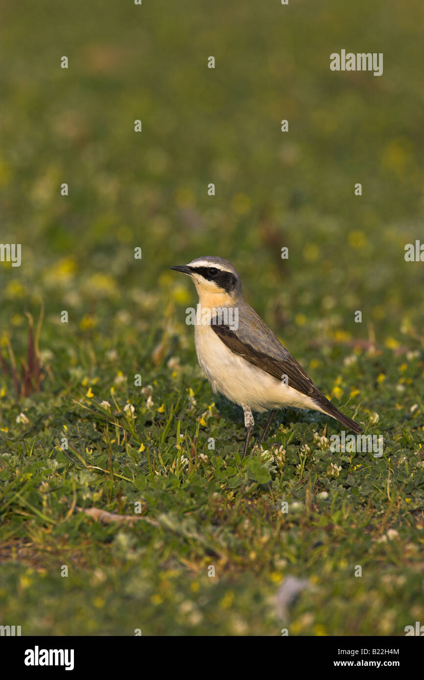 Northern wheatear migration april hi-res stock photography and images ...
