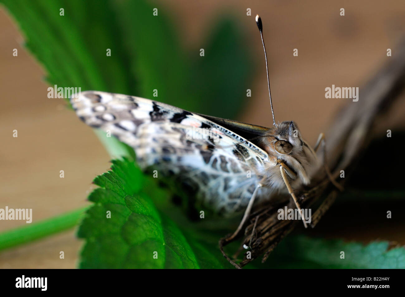 Hatching Butterfly Lifecycle High Resolution Stock Photography and ...