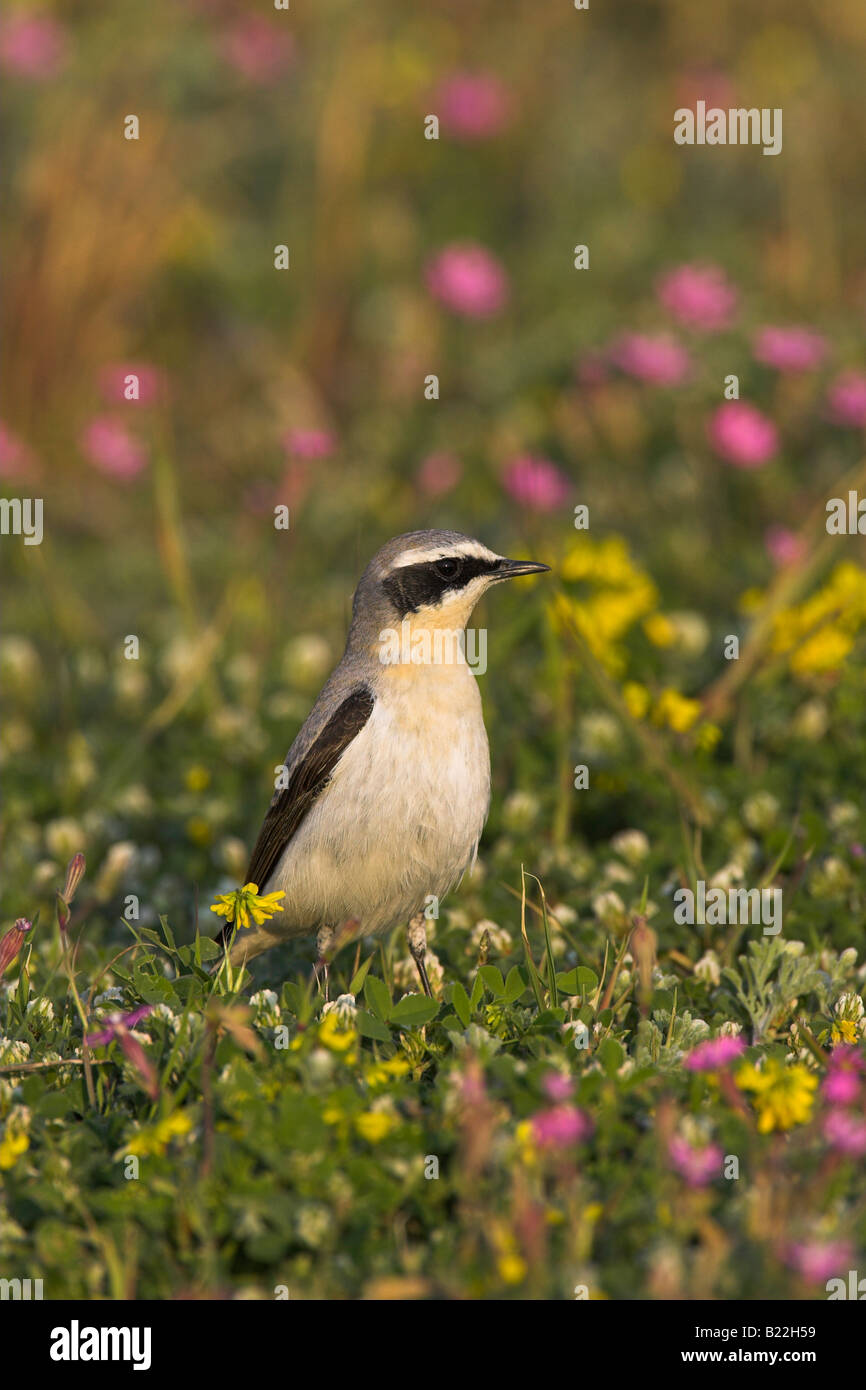 Northern wheatear migration april hi-res stock photography and images ...
