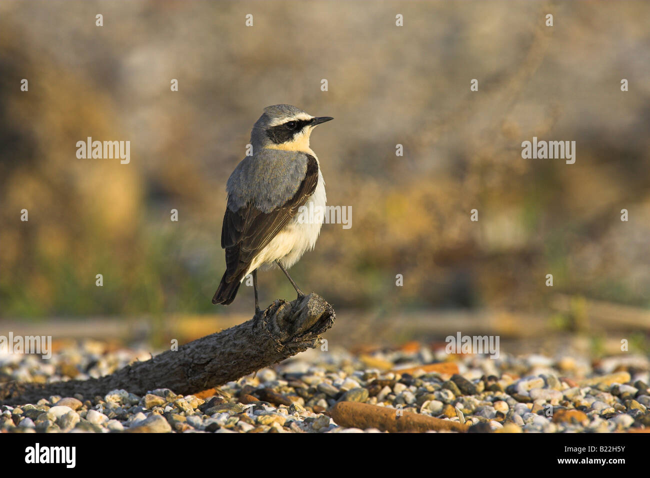 Northern wheatear migration april hi-res stock photography and images ...