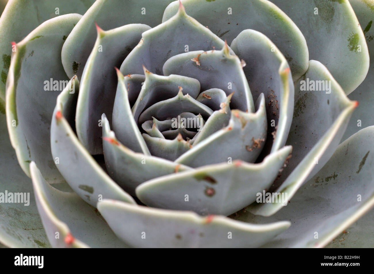 Echeveria Secunda High Resolution Stock Photography and Images - Alamy