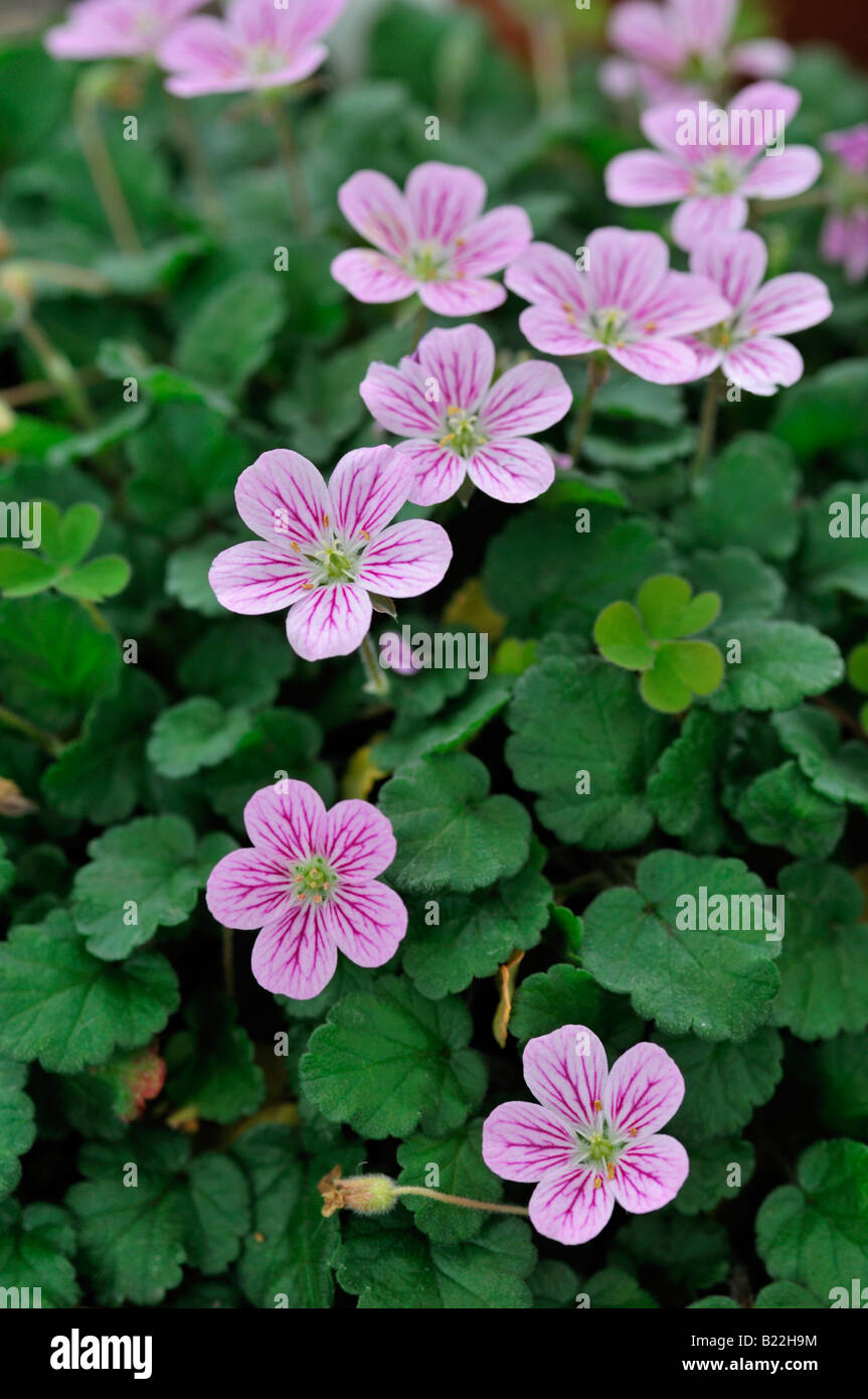 Erodium reichardii Cultivar Roseum heronsbill geranium alpine pink ...