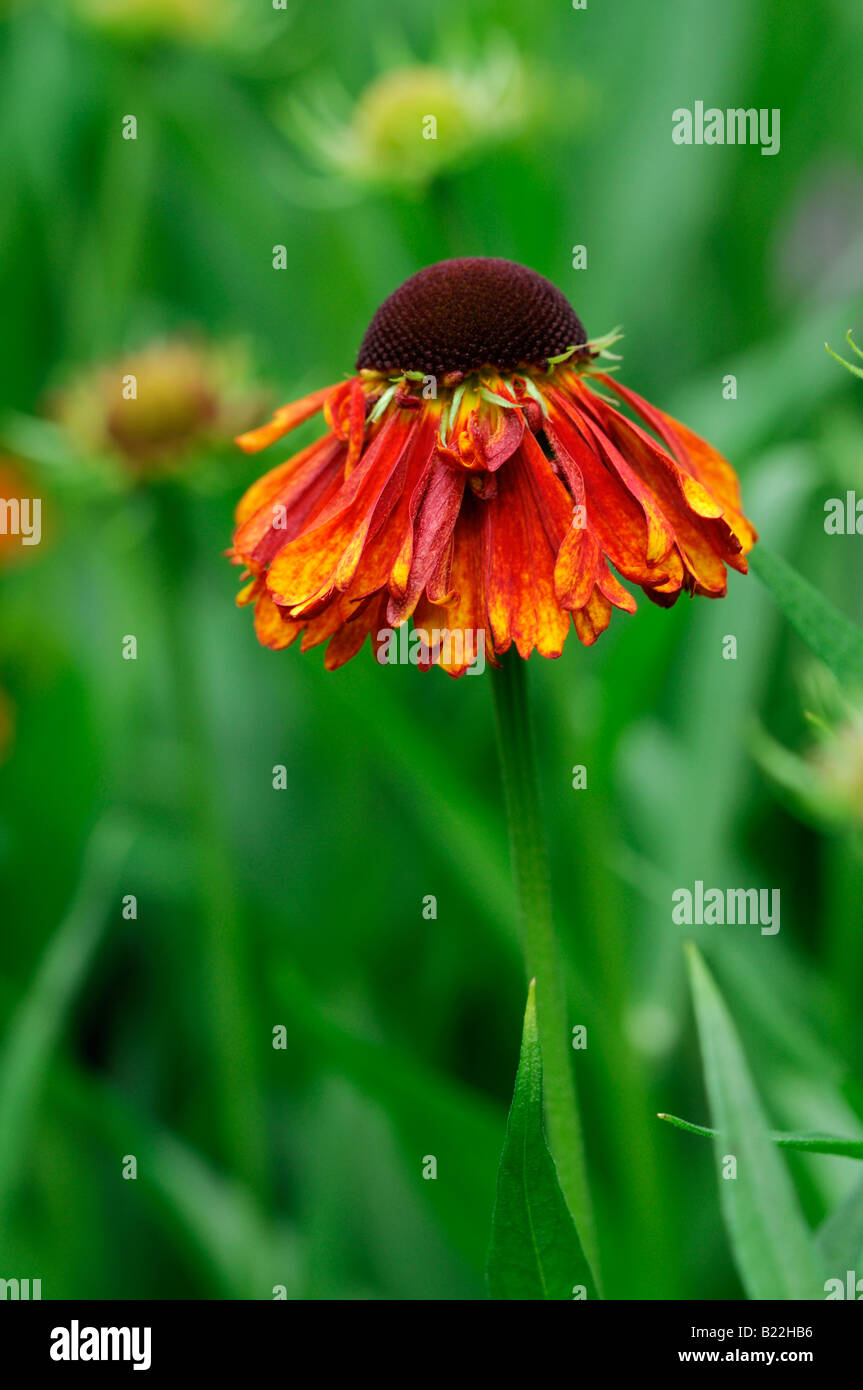 Helenium Moerheim Beauty Red Helen's flower Sneezeweed closeup close up ...