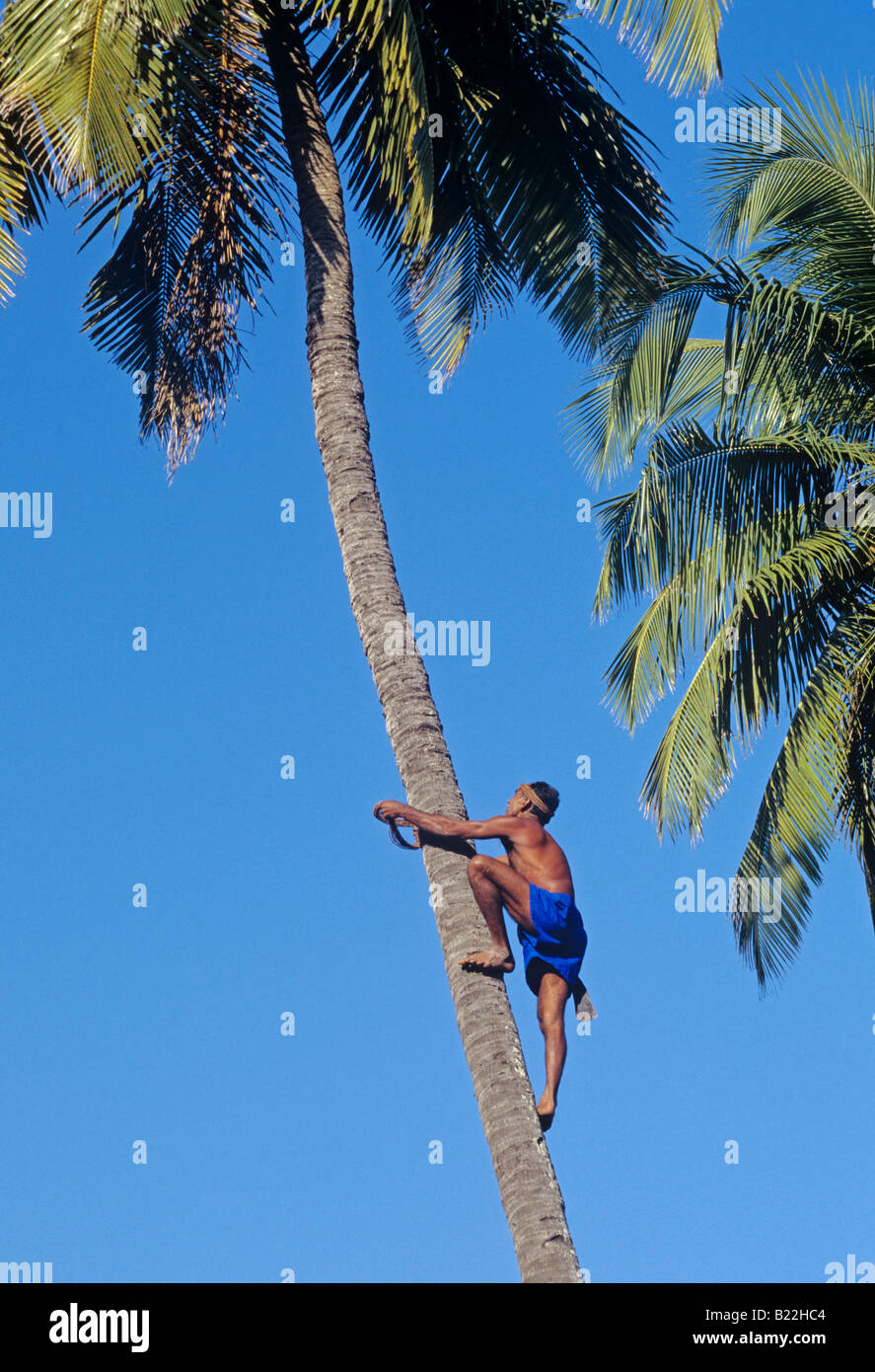 0958 Coconut picker Goa State India Stock Photo - Alamy