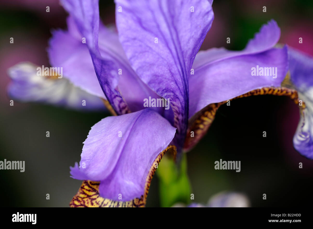 iris siberica wine wing species sp variant variety var blue purple vein ...