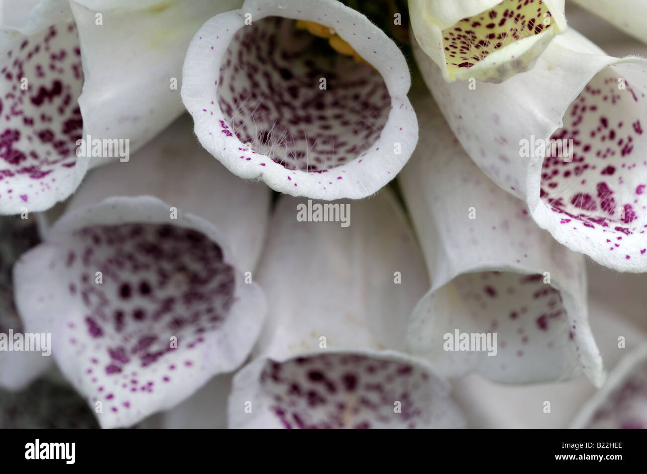 pink purple spotted white foxglove Digitalis pams' choice closeup close ...