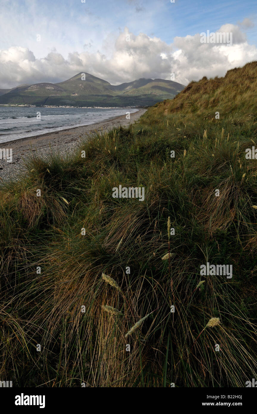 Murlough nature reserve beach and sandy dunes with slieve donard as ...