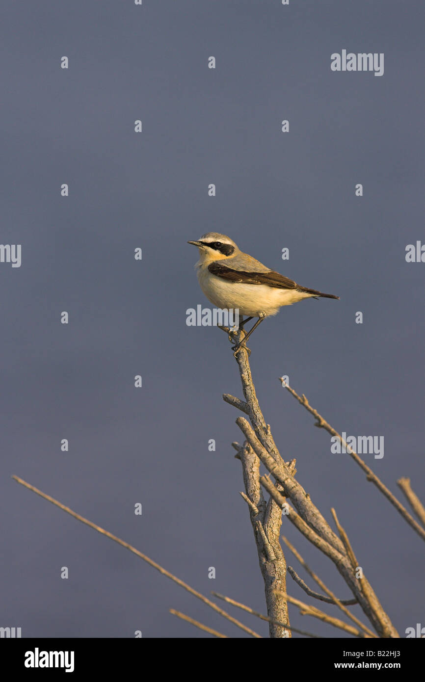 Northern wheatear migration april hi-res stock photography and images ...
