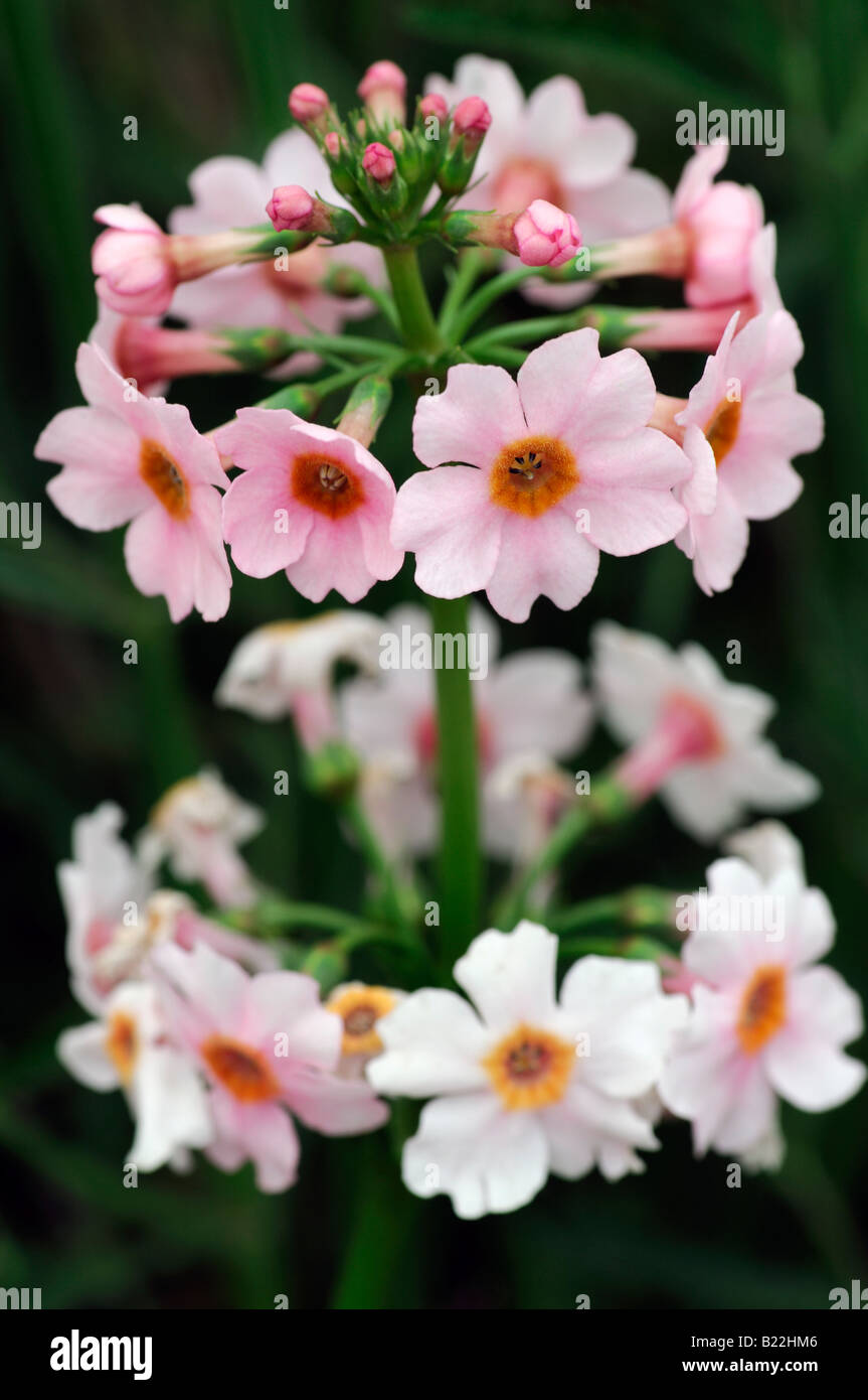 Primula japonica appleblossom cowslip white pink candelabra drumstick ...