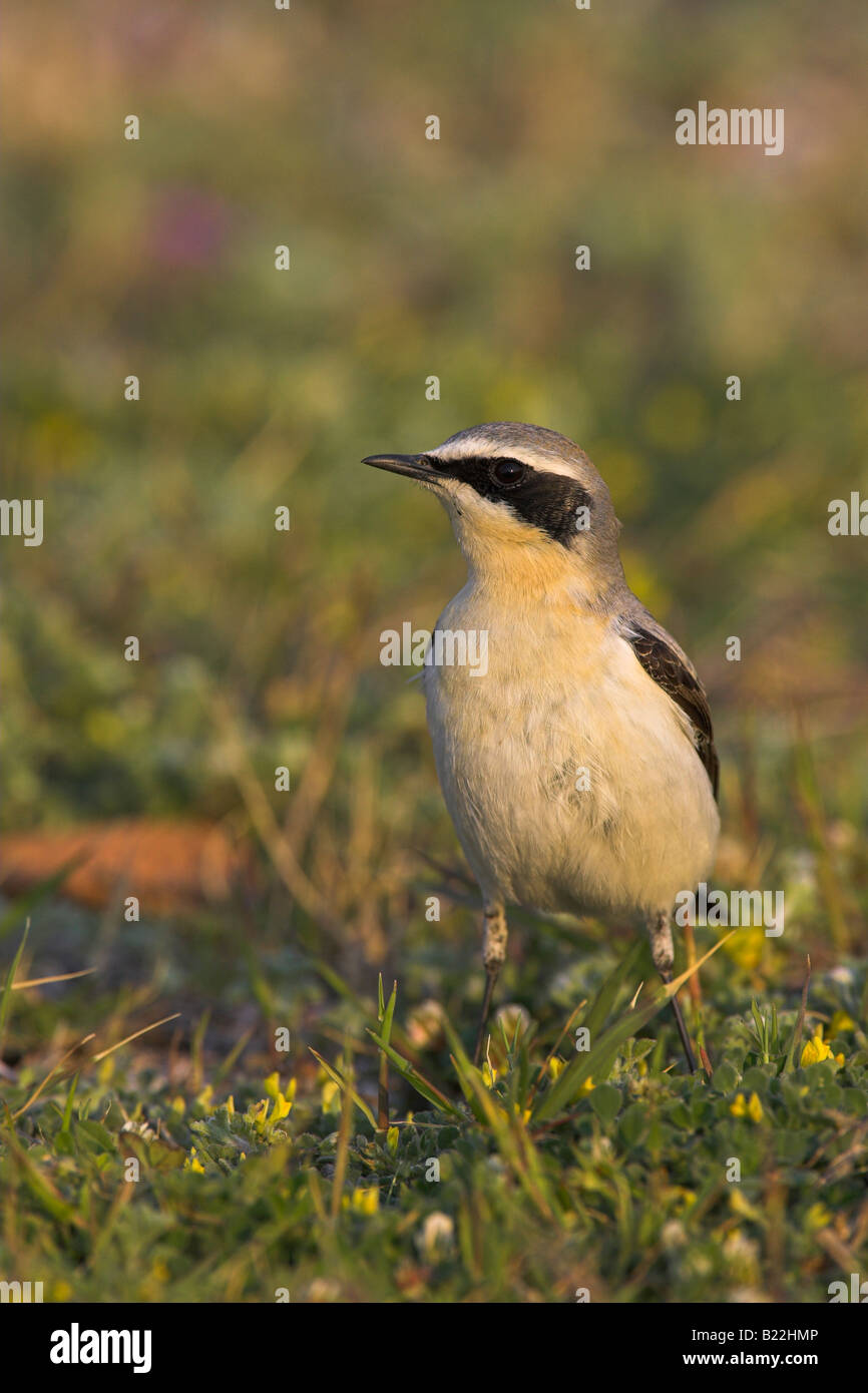 Northern wheatear migration april hi-res stock photography and images ...