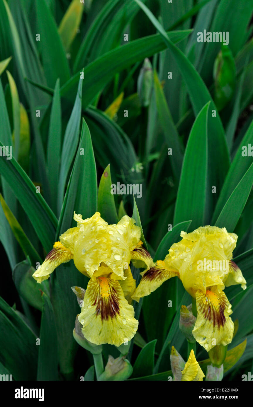 iris germanica iris my mary German Iris aka Blue Flag, Rhizomatous Iris ...