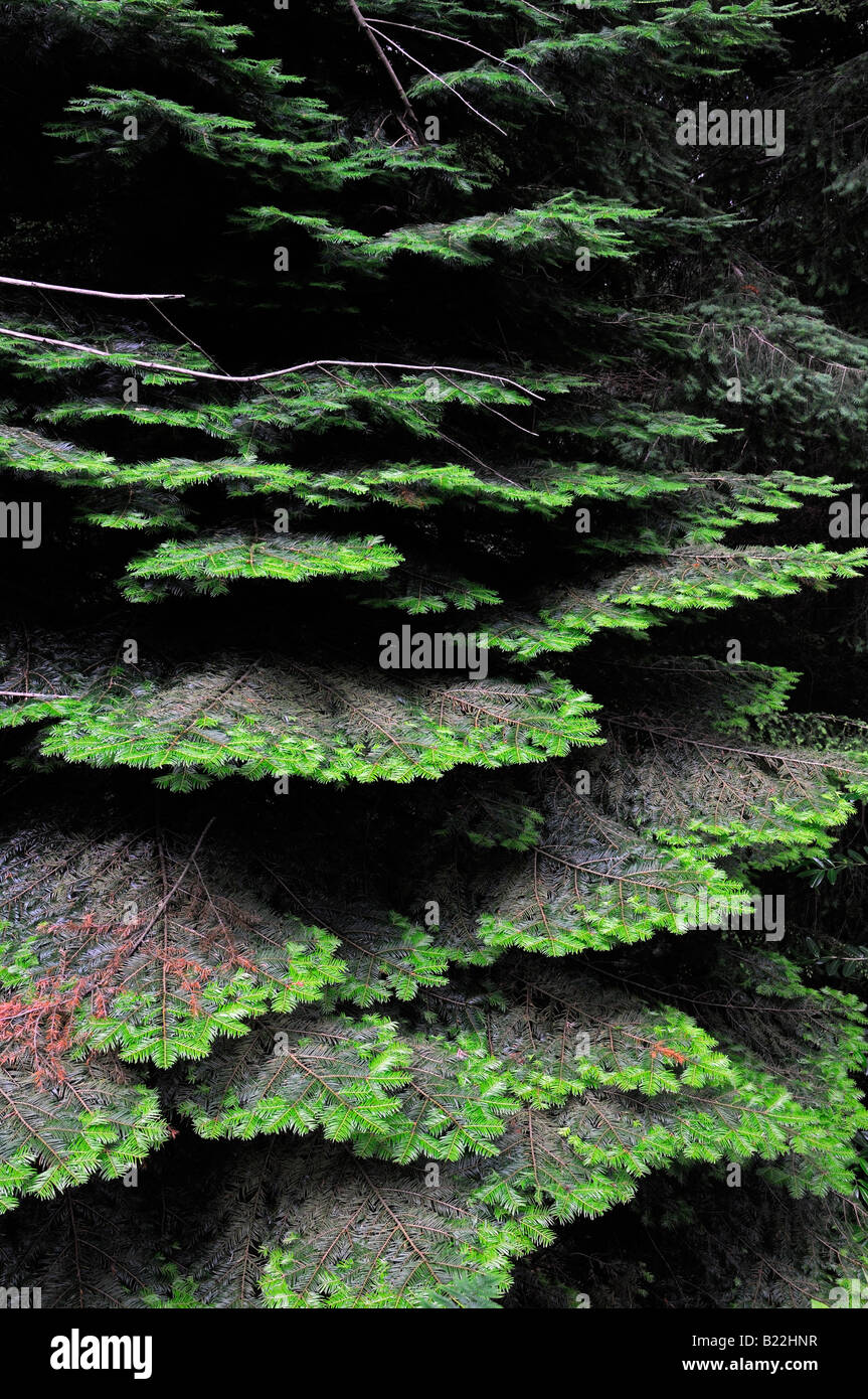 Layered tree branches hi-res stock photography and images - Alamy