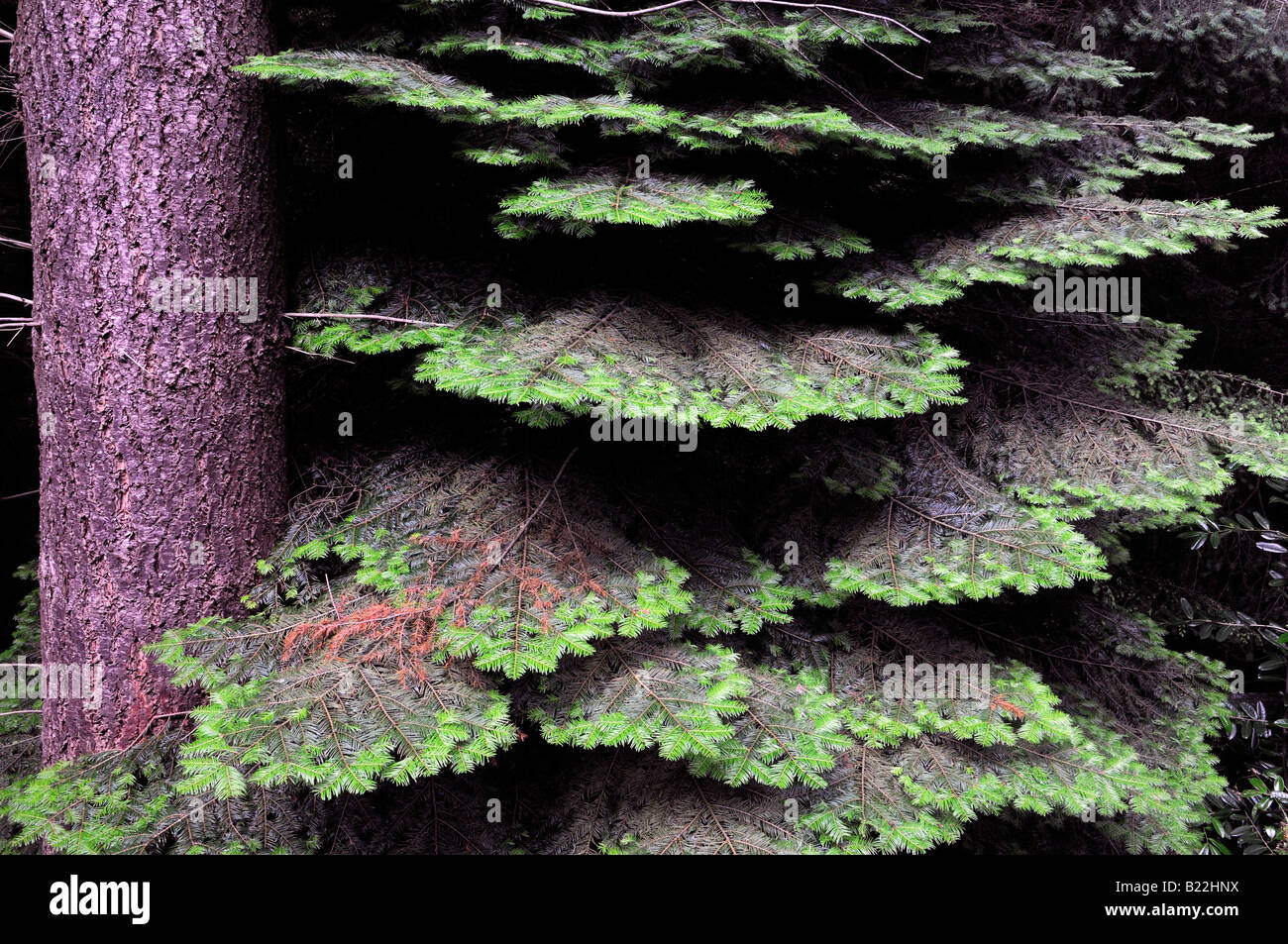 layered branches on a pine tree in tollymore forest park county down ...