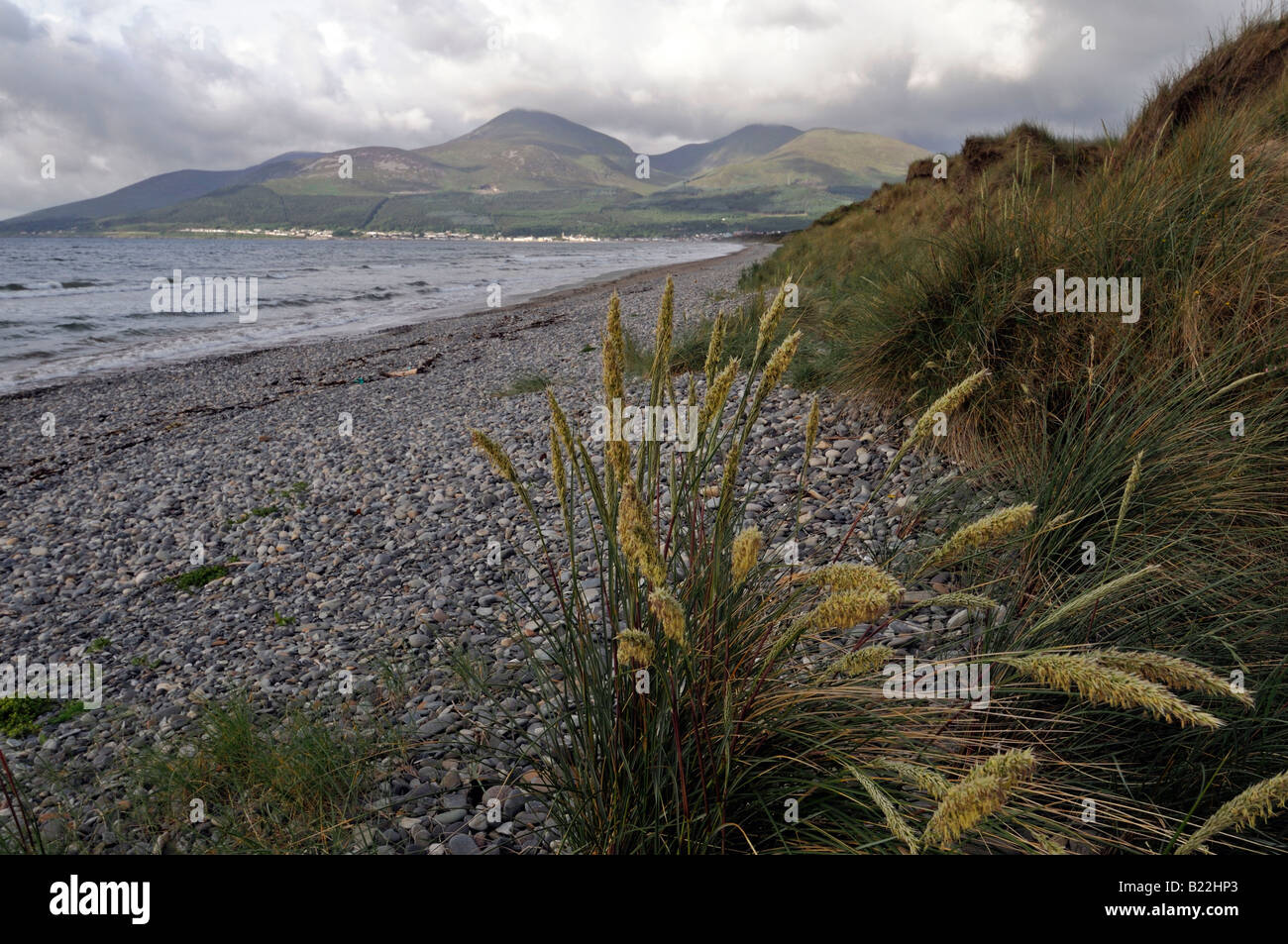 Murlough nature reserve beach and sandy dunes with slieve donard as ...